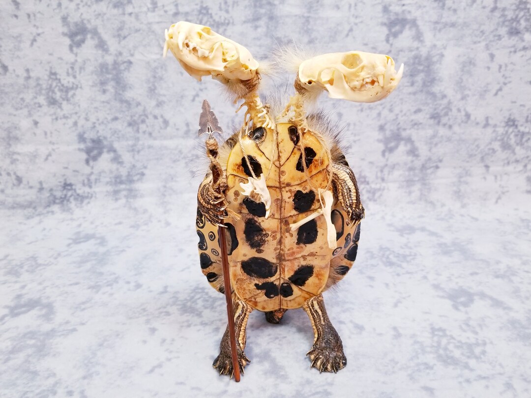 Real Turtle Taxidermy Gaff Snake Reptile Lizard mink skull - Etsy.de