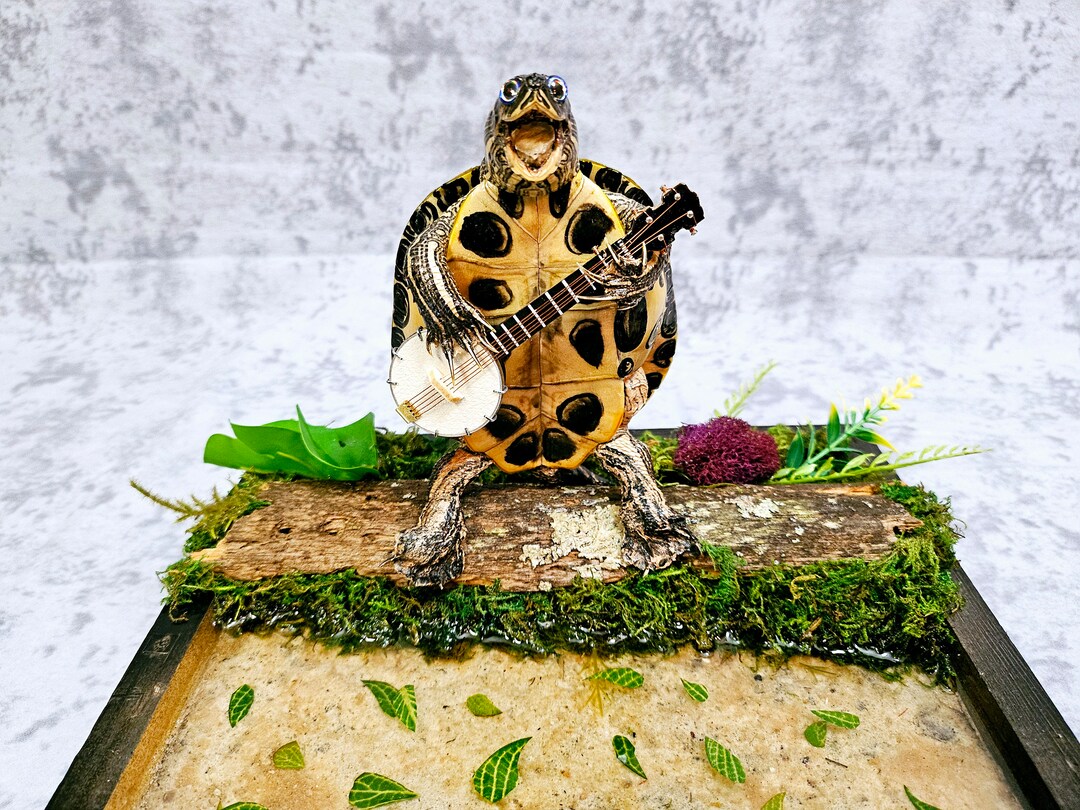 Turtle Taxidermy- Banjo Kermit Mariachi Toad Lizard - Etsy