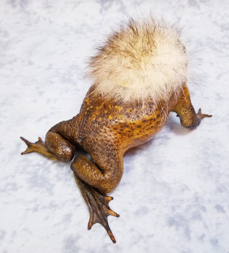 Taxidermy Toad Cane Toad Hairy Frog Lizard Turtle Oddities - Etsy