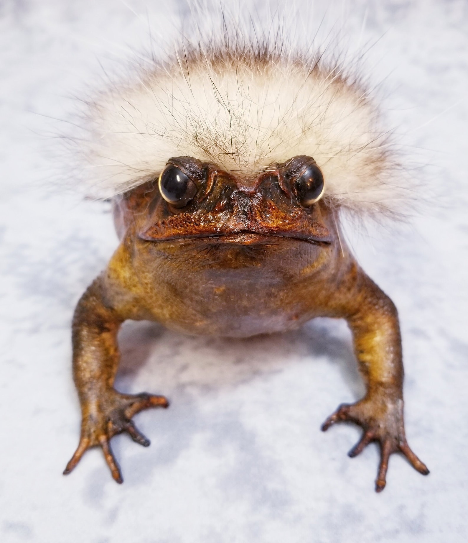 Taxidermy Toad Cane Toad Hairy Frog Lizard Turtle Oddities - Etsy