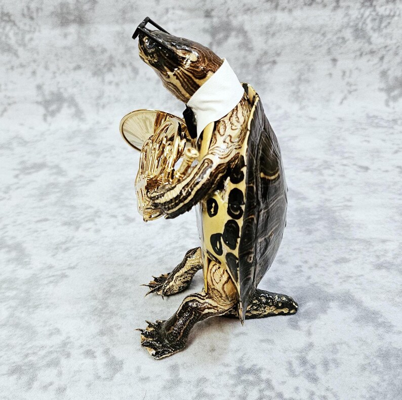 Full Body Turtle Taxidermy- French Horn-playing Tortoise Mariachi Toad ...