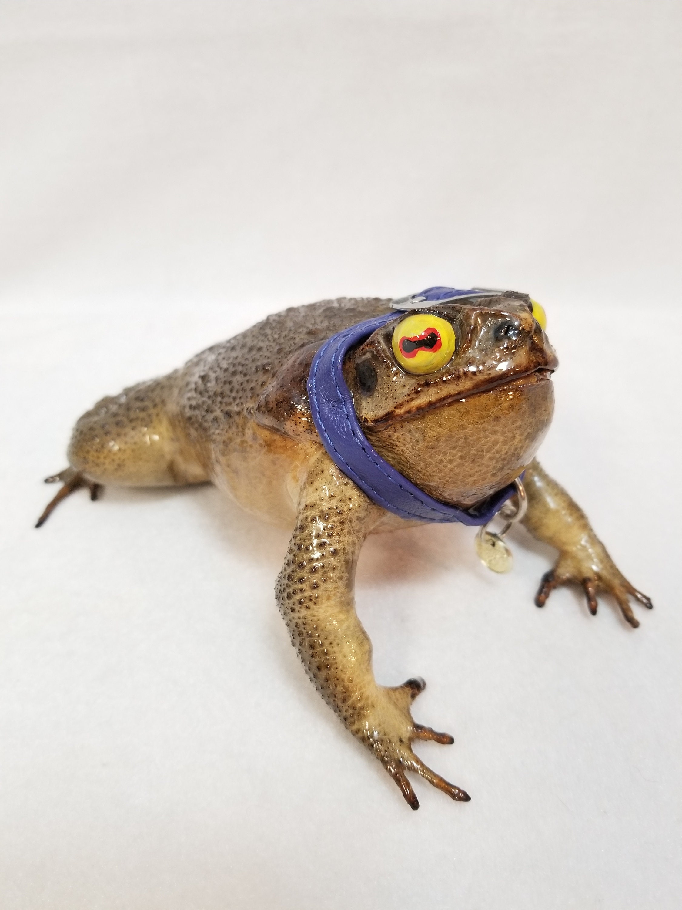 Taxidermy Toad Futurama HypnoToad | Etsy