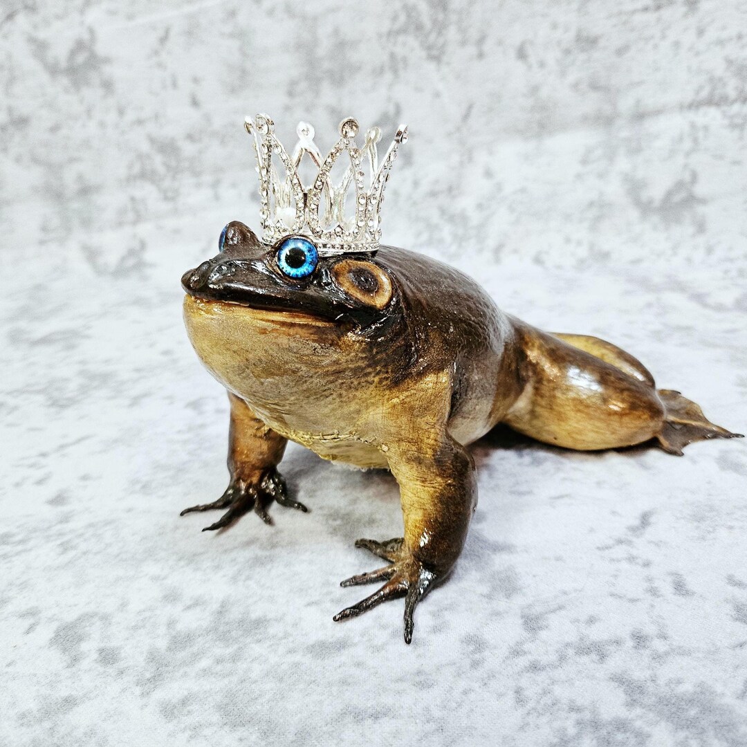 Real Bullfrog Taxidermy- Princess Frog - Etsy