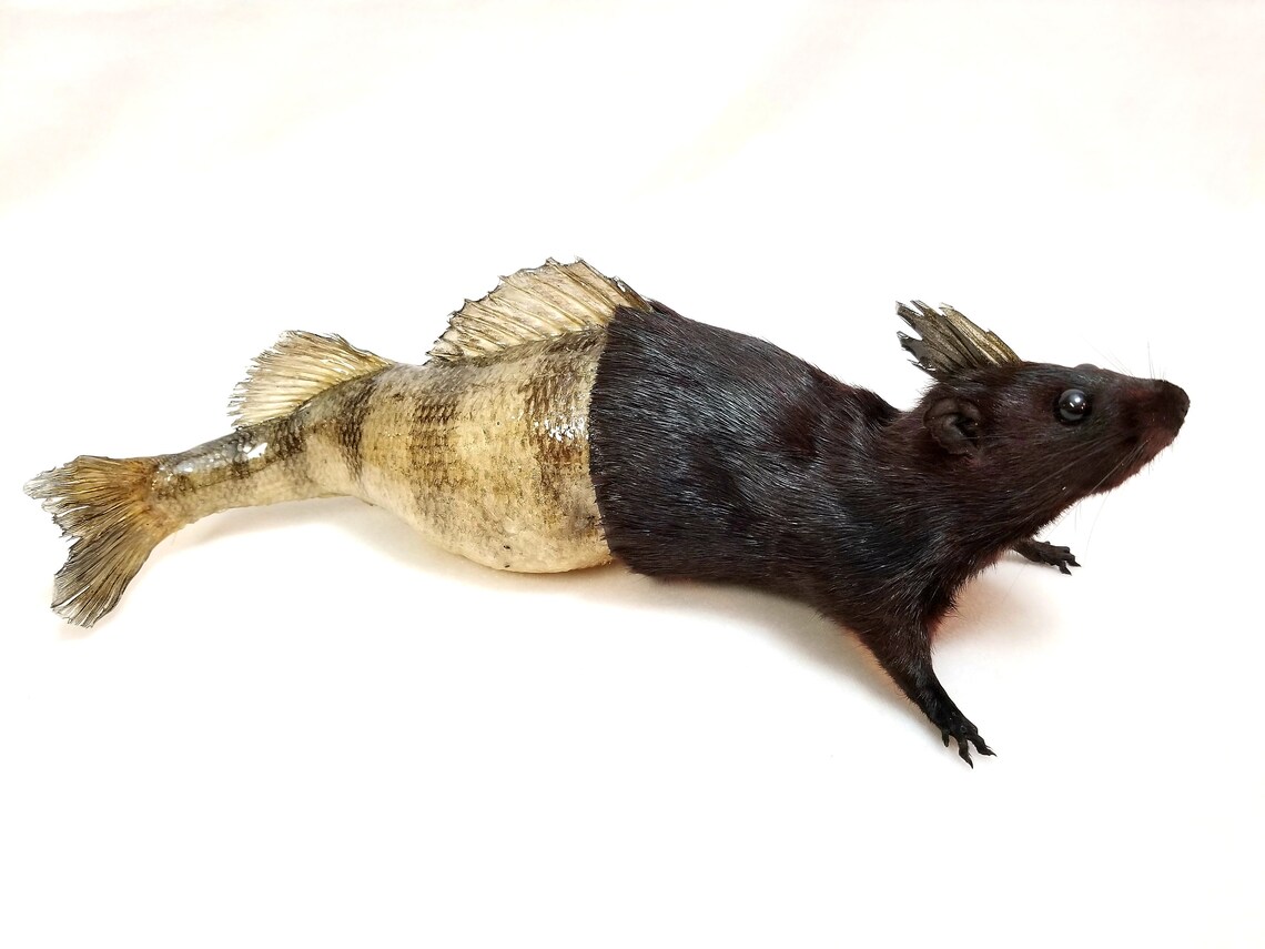 Taxidermy gaff Feejee/Fiji Mermaid Mermaid rat Rogue | Etsy