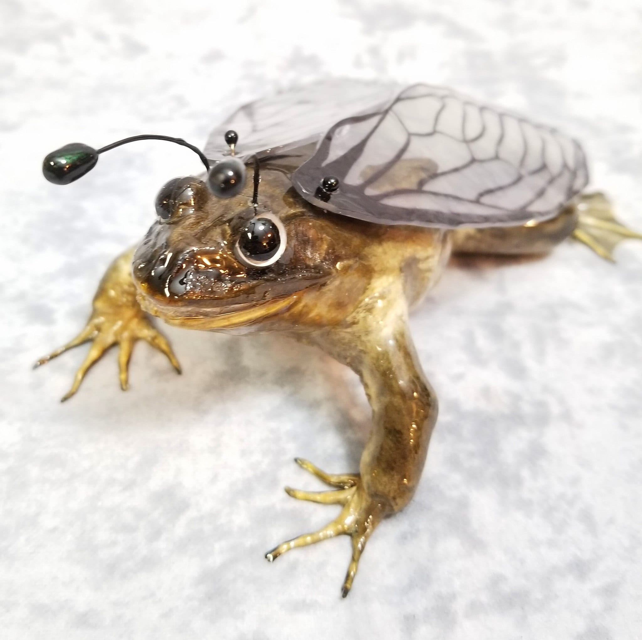 Bullfrog Taxidermy Cicada Insect Frog Oddities Reptile Cane | Etsy