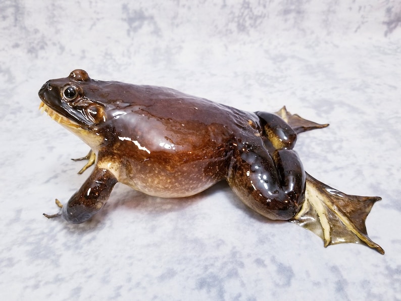 Giant Frog Taxidermy Oddities Bullfrog Cane Toad Shark - Etsy