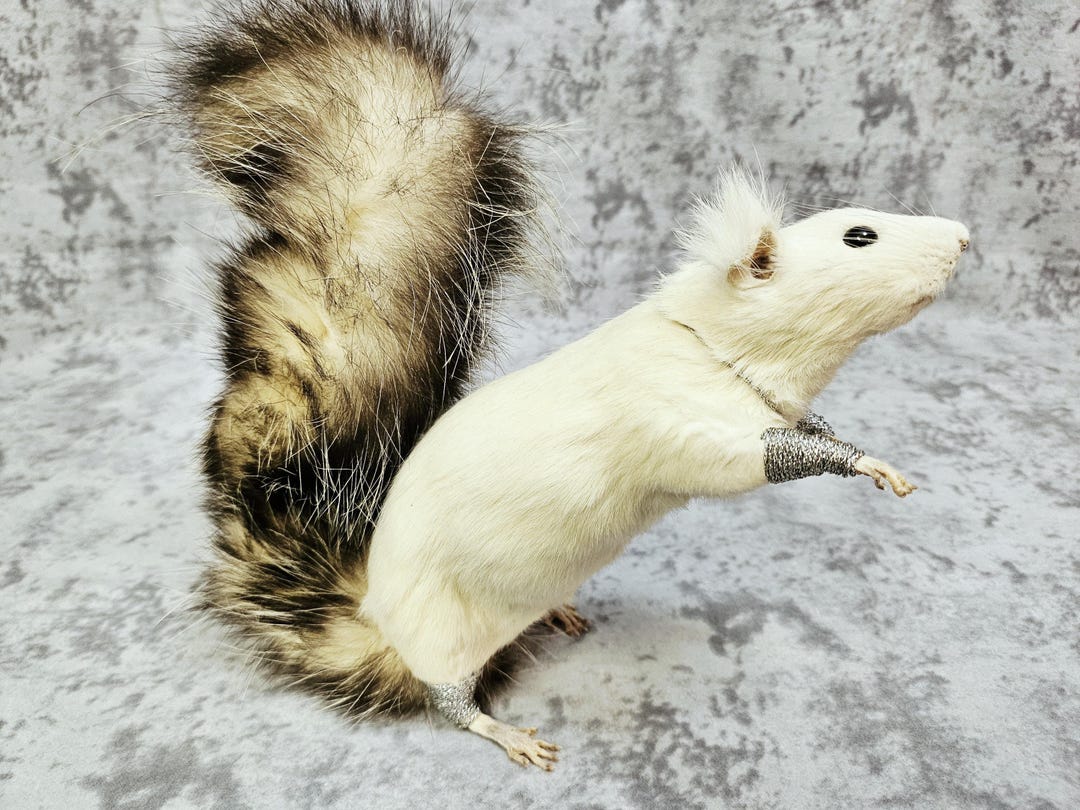 Taxidermy Oddities- Glamour Rat, Not a Squirrel - Etsy