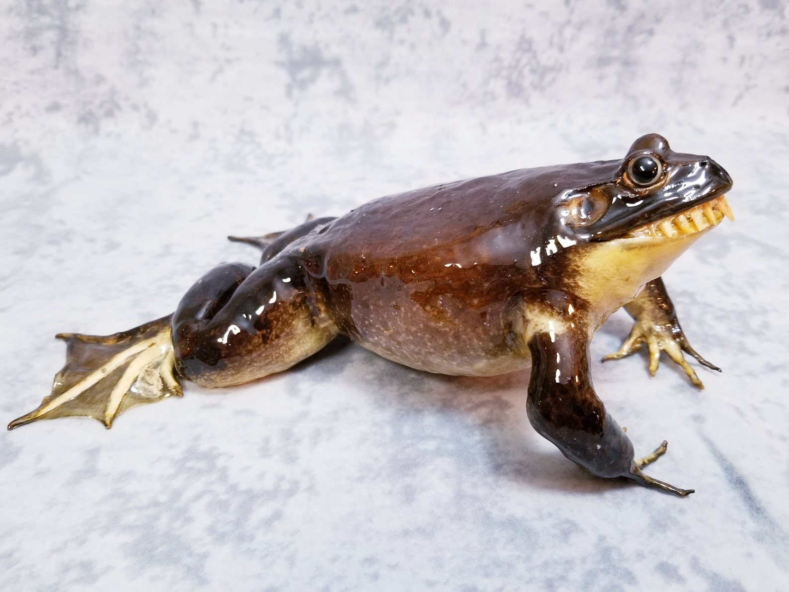 Giant Frog Taxidermy Oddities Bullfrog Cane Toad Shark - Etsy
