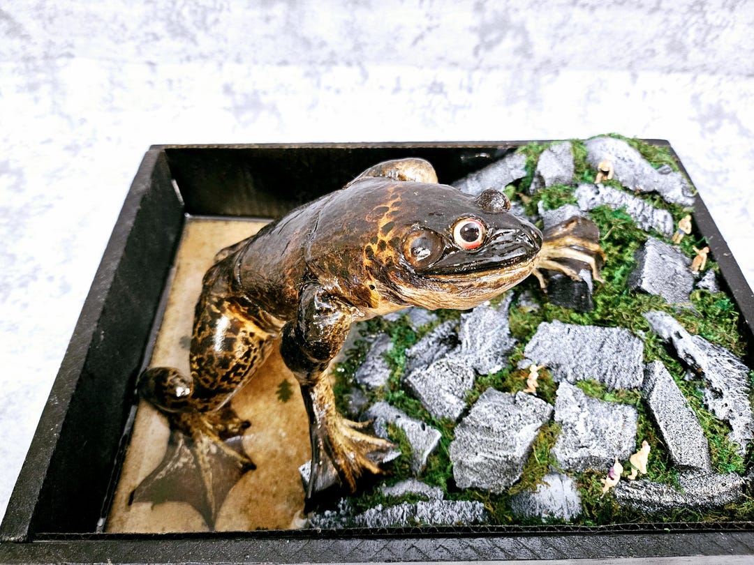 Loveland Frogman- Real Taxidermy Frog, the Famed Cryptid of Ohio - Etsy
