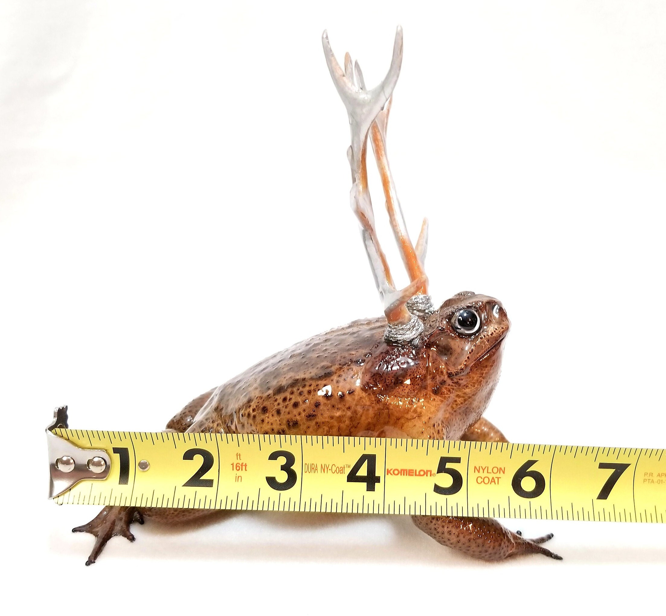 Cane Toad Taxidermy Oddities Jackalope Antler frog Horny Toad | Etsy