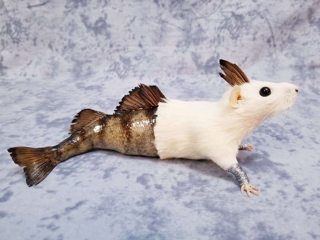 Taxidermy Gaff Feejee/fiji Mermaid Mermaid Rat Rogue - Etsy