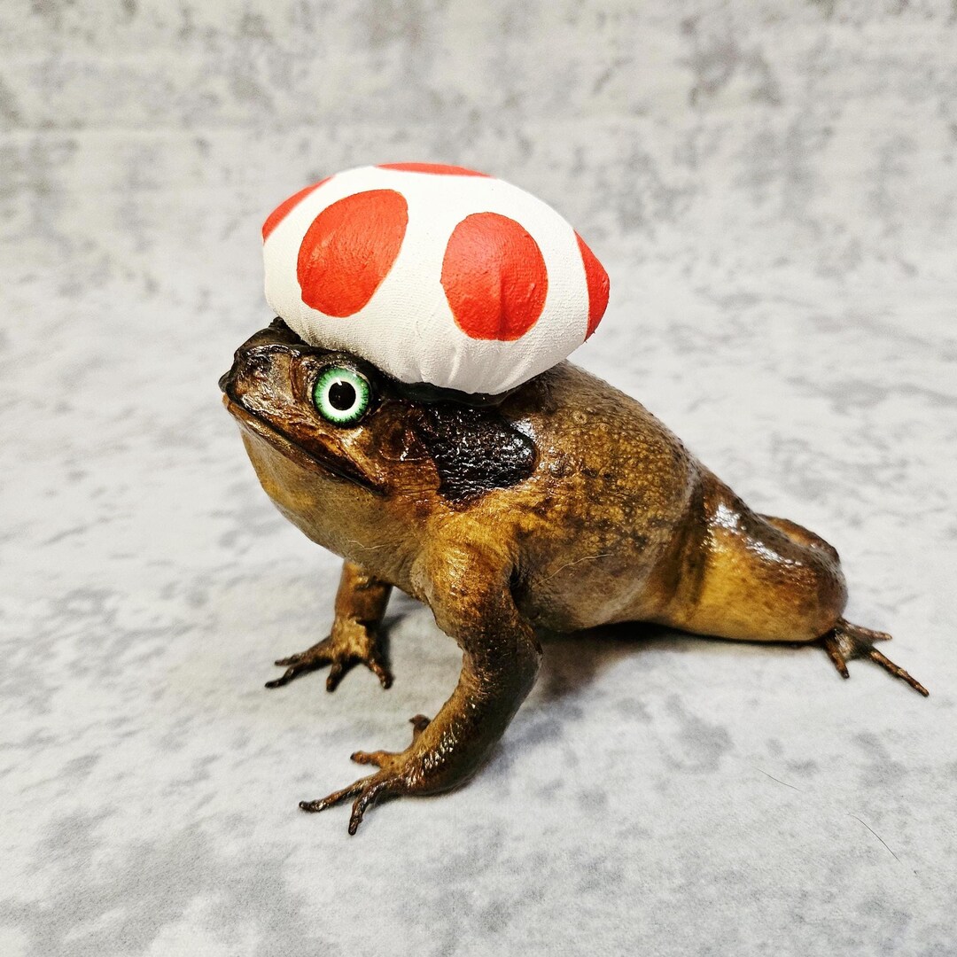 Cane Toad Taxidermy- Super Mario Brothers Nintendo Frog Mariachi Lizard ...