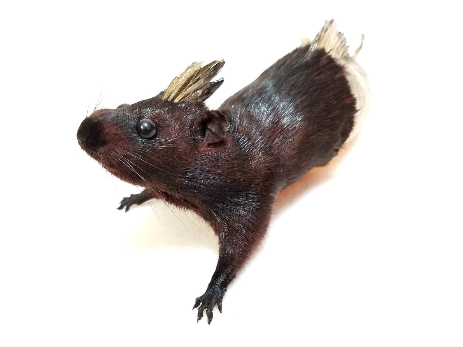 Taxidermy gaff Feejee/Fiji Mermaid Mermaid rat Rogue | Etsy