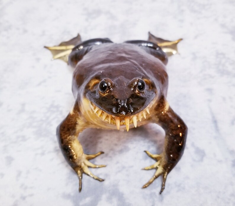 Giant Frog Taxidermy Oddities Bullfrog Cane Toad Shark - Etsy