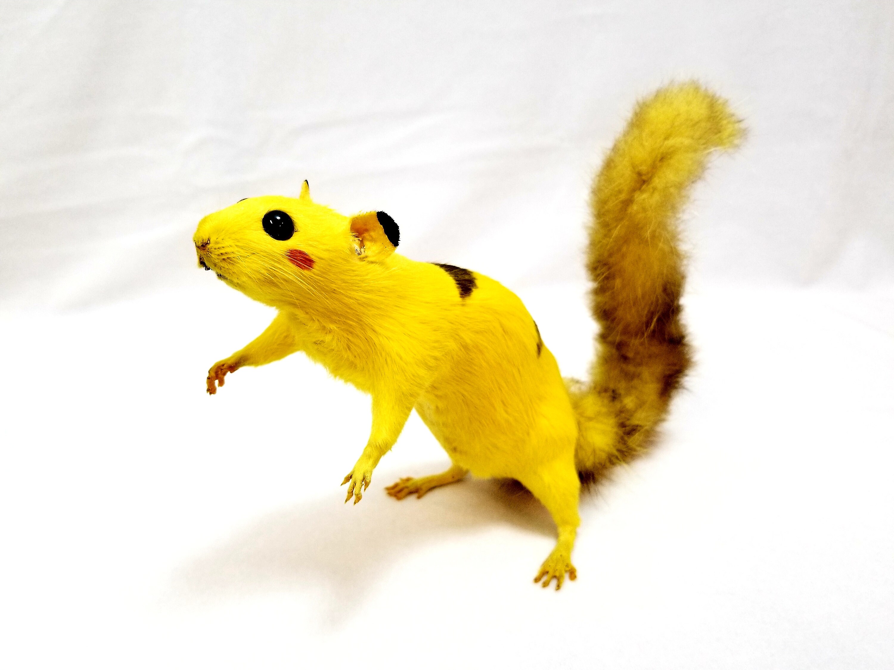 Pokemon: Pikachu Rat Taxidermy squirrel | Etsy