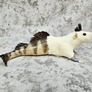 Feejee Mermaid Taxidermy: Oddities Rogue Rat - Etsy
