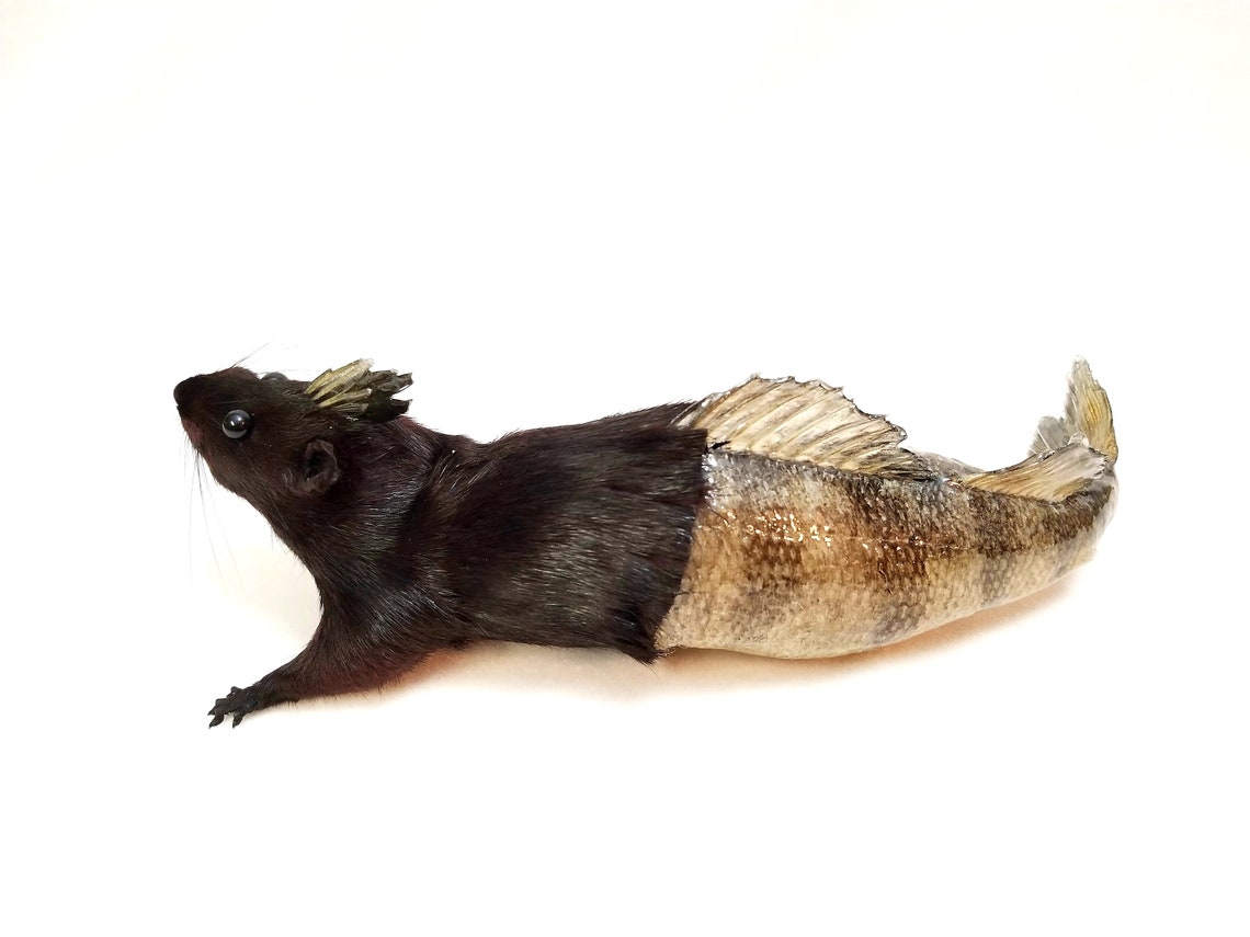 Taxidermy gaff Feejee/Fiji Mermaid Mermaid rat Rogue | Etsy