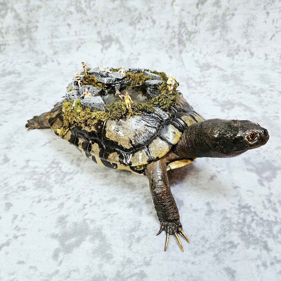 Large Turtle Taxidermy Diorama- Haunted Swimmin' Hole - Etsy