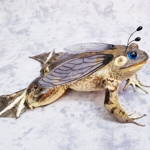 Bullfrog Taxidermy Cicada Insect Frog Oddities Reptile Cane - Etsy