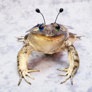 Bullfrog Taxidermy Cicada Insect Frog Oddities Reptile Cane - Etsy