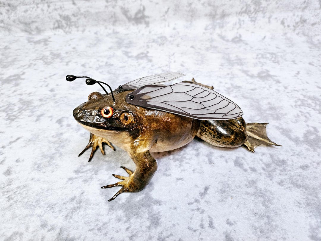 Bullfrog Taxidermy Cicada Insect Frog Oddities- Reptile Cane Toad ...