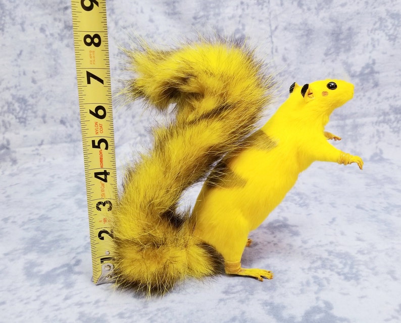 Pokemon: Pikachu Rat Taxidermy Squirrel - Etsy