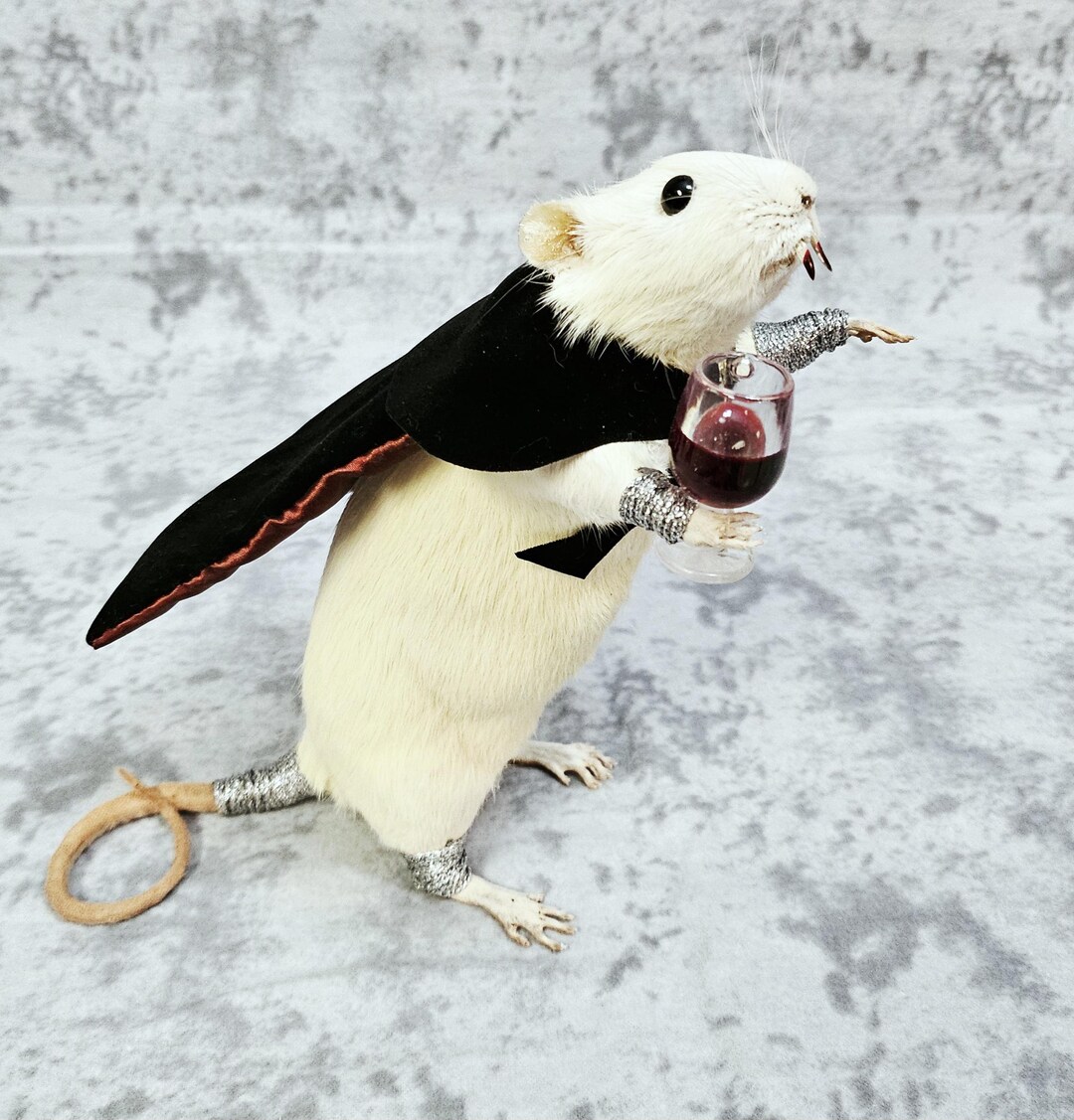 Rat Taxidermy- Dracula Vampire Oddities Sommelier - Etsy