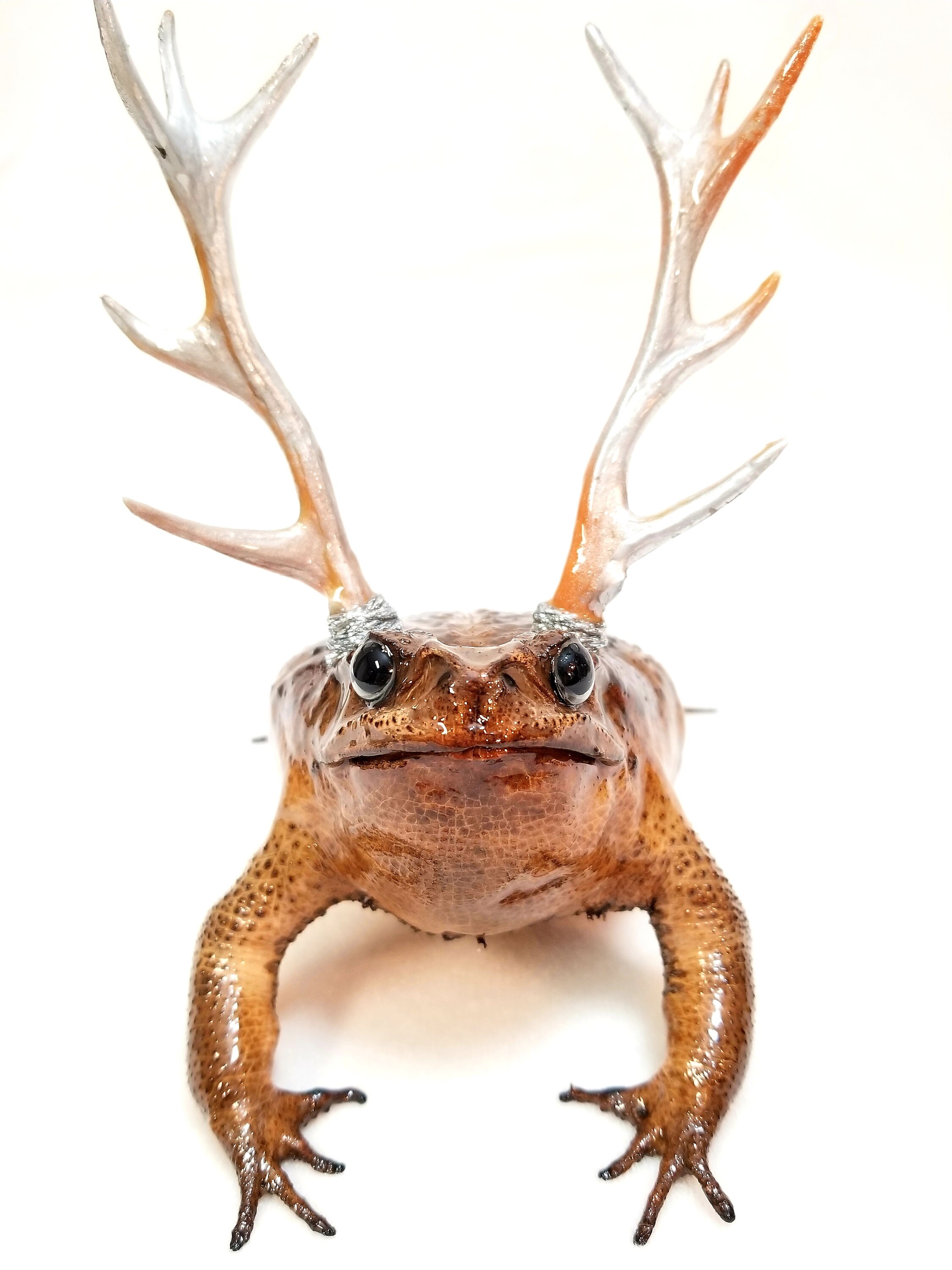 Cane Toad Taxidermy Oddities Jackalope Antler frog Horny Toad | Etsy