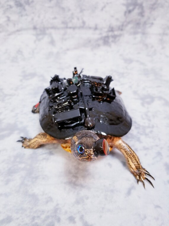 Star Trek Borg Turtle Taxidermy Rogue Oddity Frog Toad Lizard - Etsy