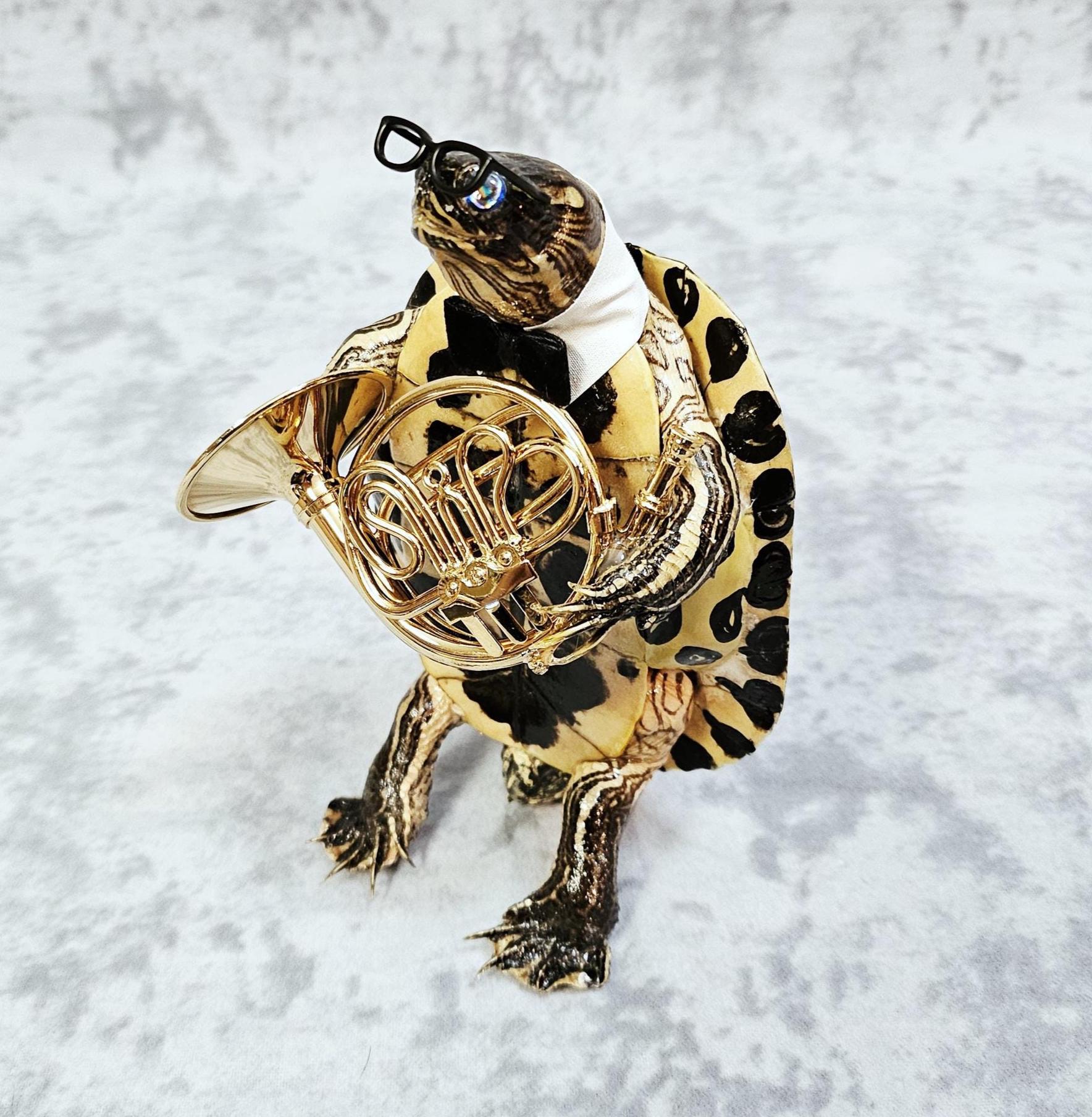 Full Body Turtle Taxidermy- French Horn-playing Tortoise Mariachi Toad ...