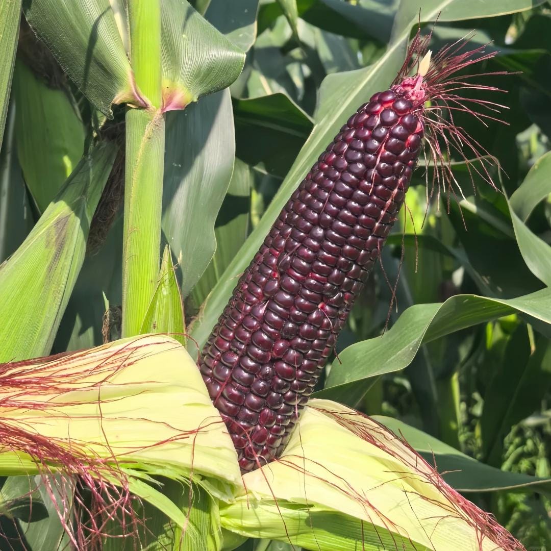 Black Sticky Corn Seeds – Heirloom Glutinous Sweet Corn for Home Garden ...