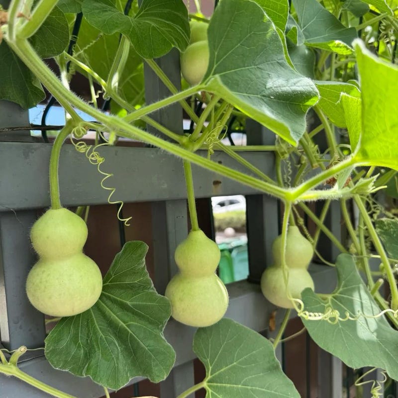 Unique Gourd Gifts - 60+ Gift Ideas for 2026