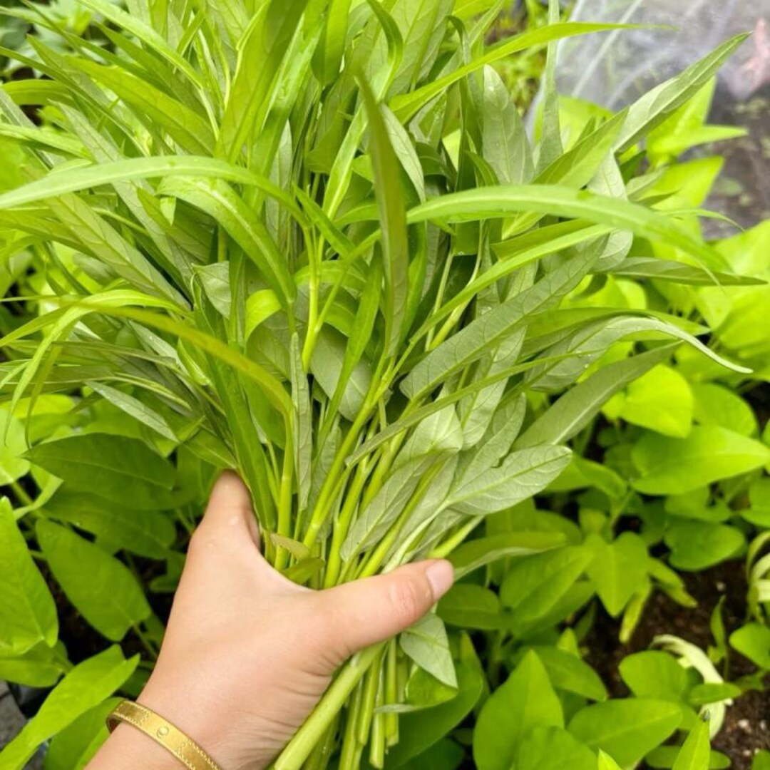 Willow Leaf Water Spinach Seeds - Kangkong Seeds for Growing, Heirloom ...