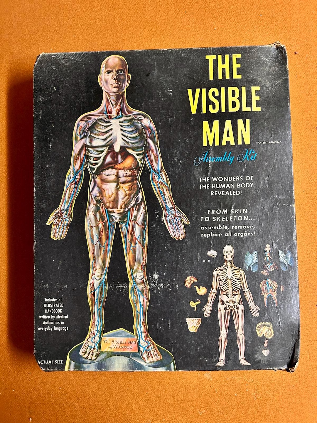 Renewal Visible Man Vintage Anatomy Model - Etsy