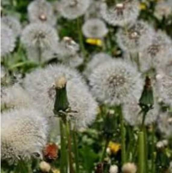 Real Magical Flowers