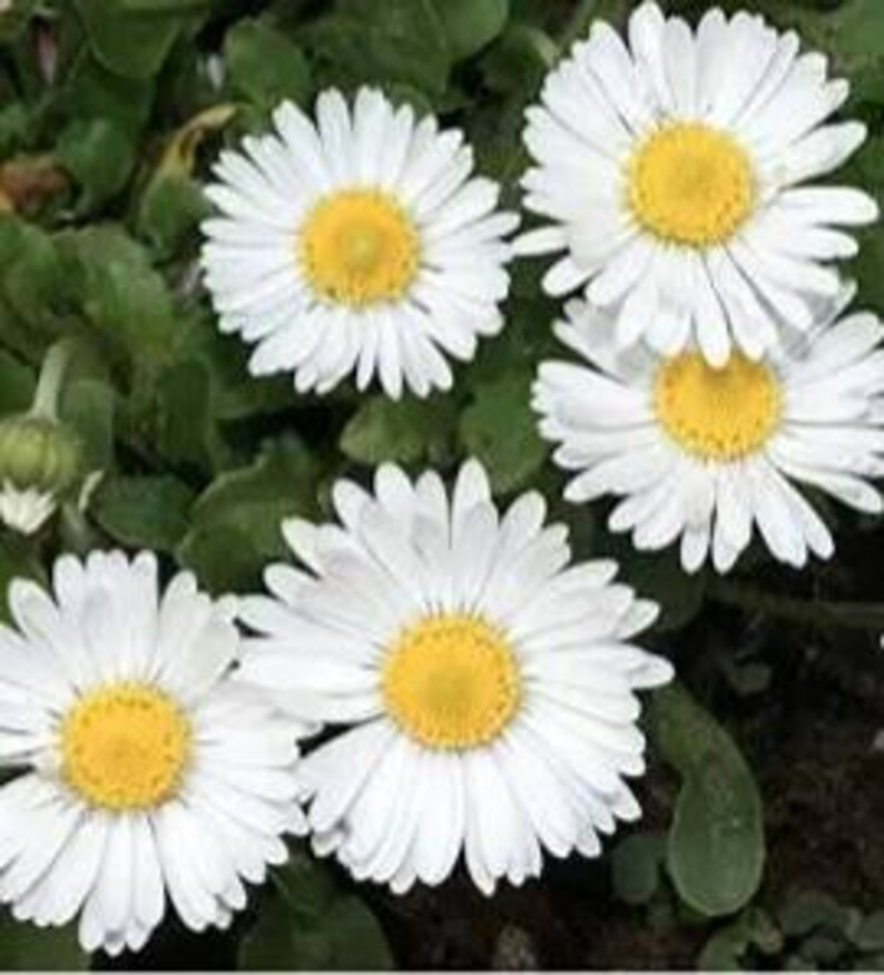 Unique *LOVE* Friendship Pressed Flower Art 8x10 PRINT Pictures I Love ...