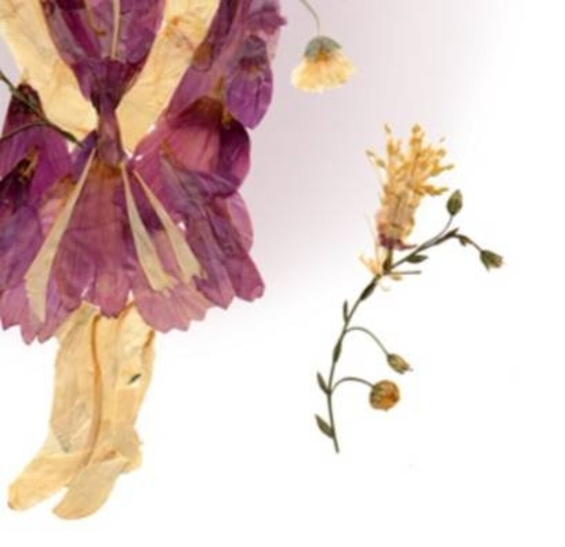 Flower Fairy Art 8x10 PRINT Real Pressed Flower Garden Fairies Wings ...