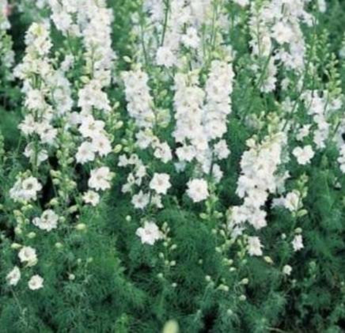 Pressed Flower Fantasy Frog Picture *once in a Blue Moon* 8x8 PRINT ...