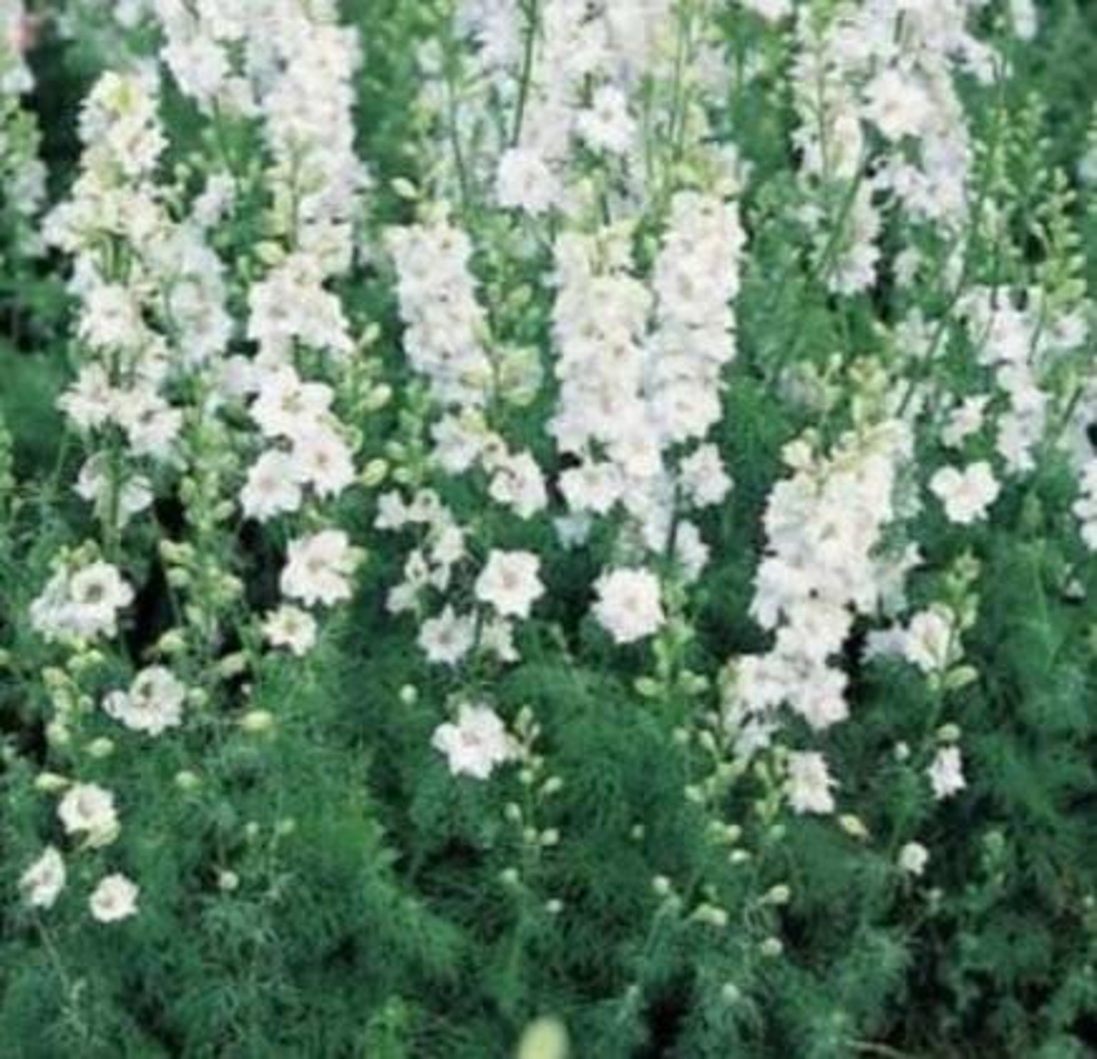 Pressed Flower Fantasy Frog Picture *once in a Blue Moon* 8x8 PRINT ...