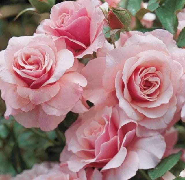 Mermaid Flower Fairy 8x10 Giclee PRINT mystic Mermaid Original Pressed ...