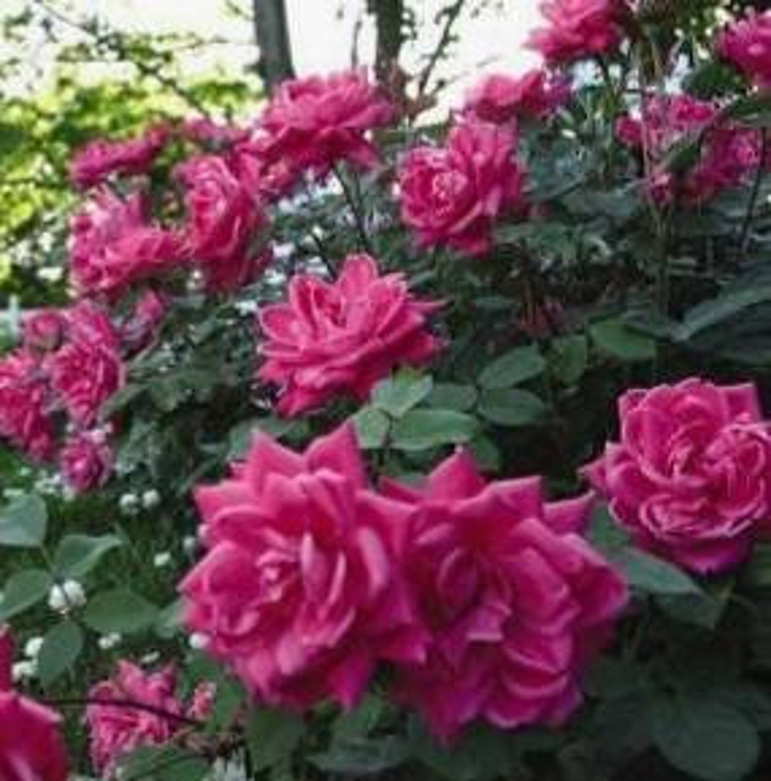 Magical fairy of Mercy Flower Art PRINT 8x10 Original Design Enchanted ...