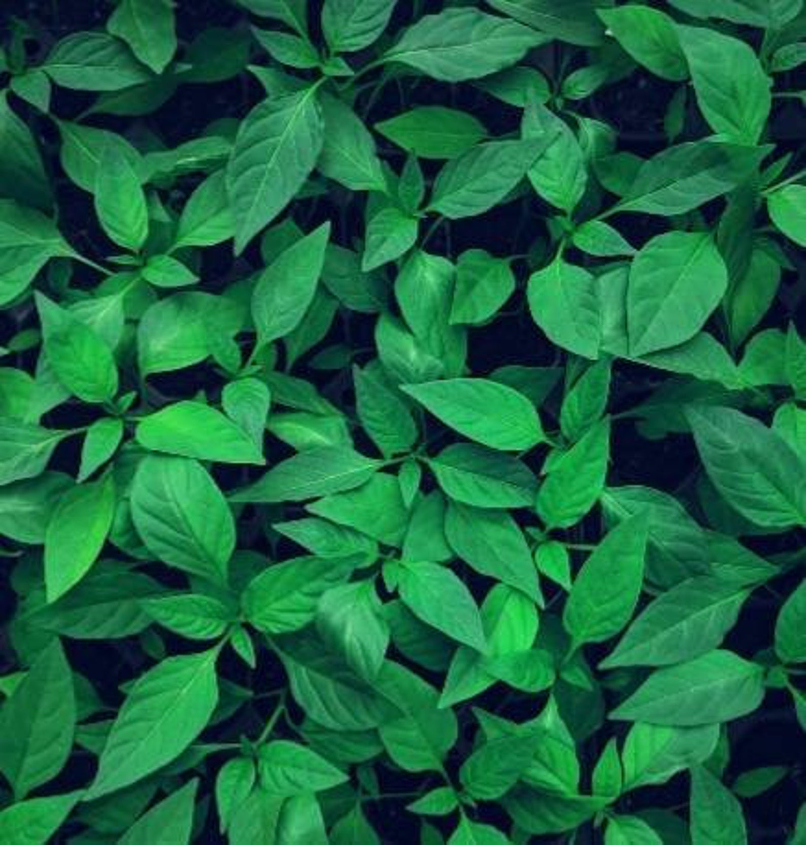 Pressed Flower Fantasy Frog Picture *once in a Blue Moon* 8x8 PRINT ...