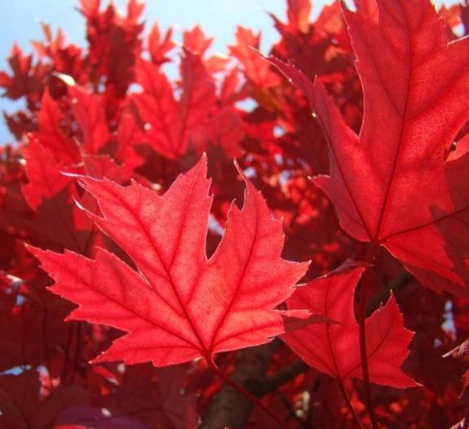 Pressed Flower Fantasy Frog Picture *once in a Blue Moon* 8x8 PRINT ...