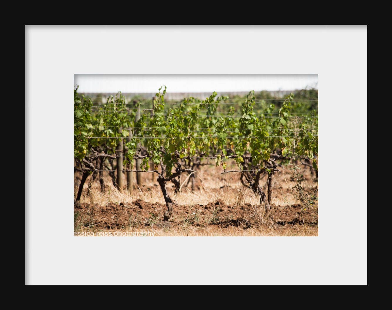 Vineyard Grapevines Photography Winery Wine Lovers Art Print Home Decor ...