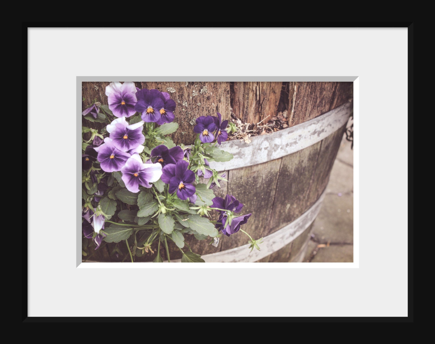 Rustic Purple Flower Art Print Wine Barrel Photography New Zealand ...