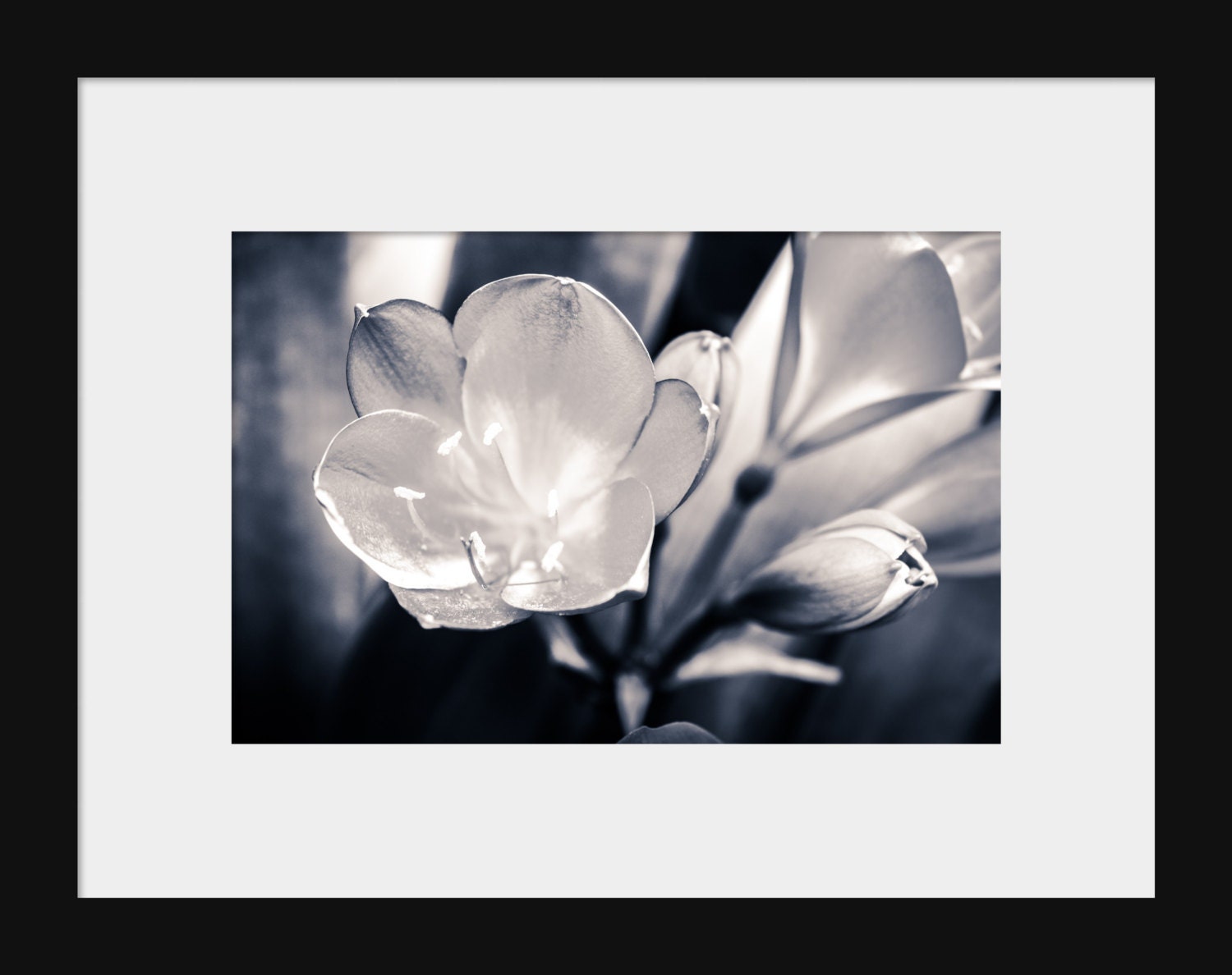 Black and White Silver Flower Art Print Flower Photography Nature New ...
