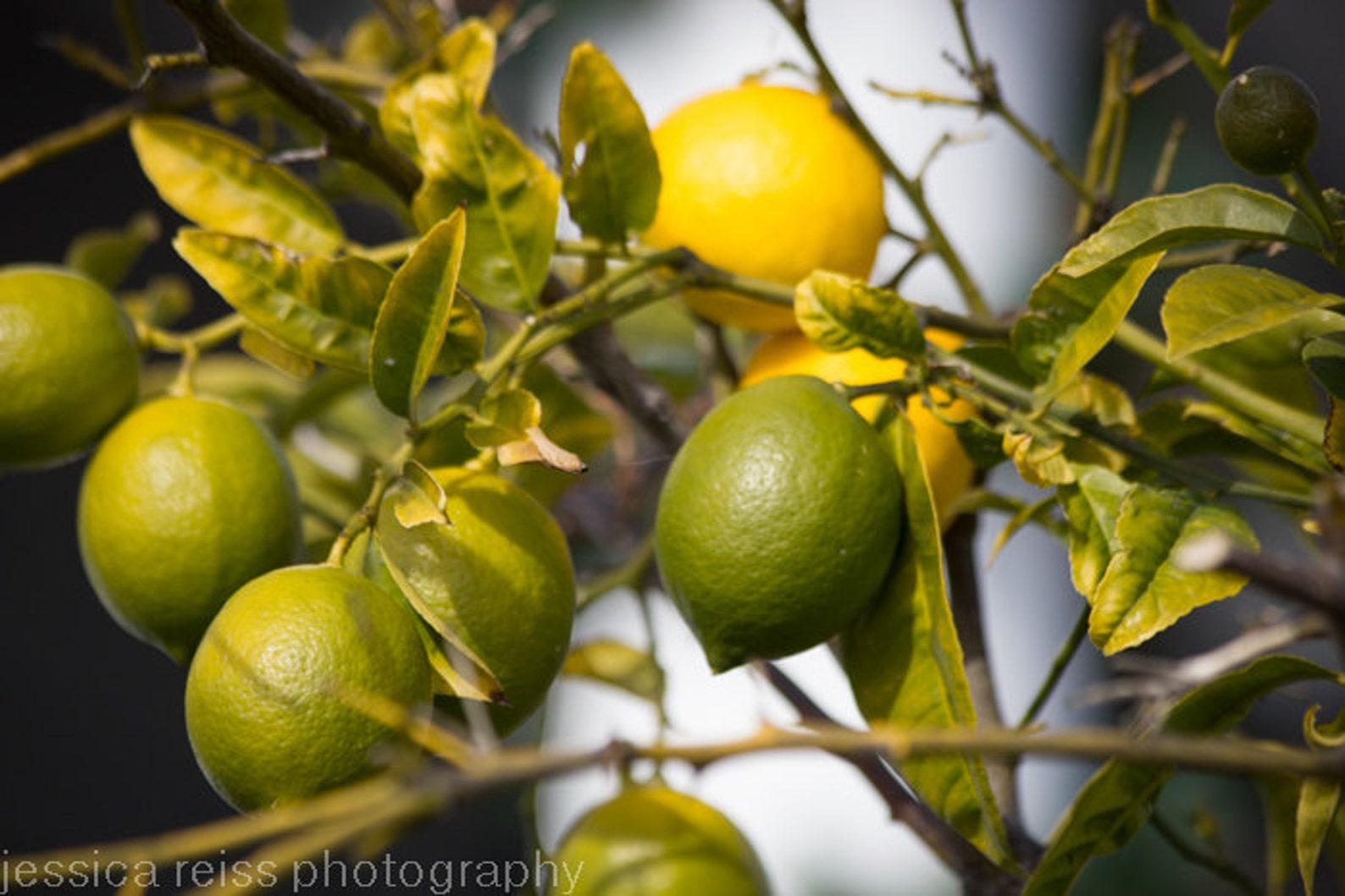 Lemon Lime Tree Branch Art Print Photograph Citrus Fruit Photography ...