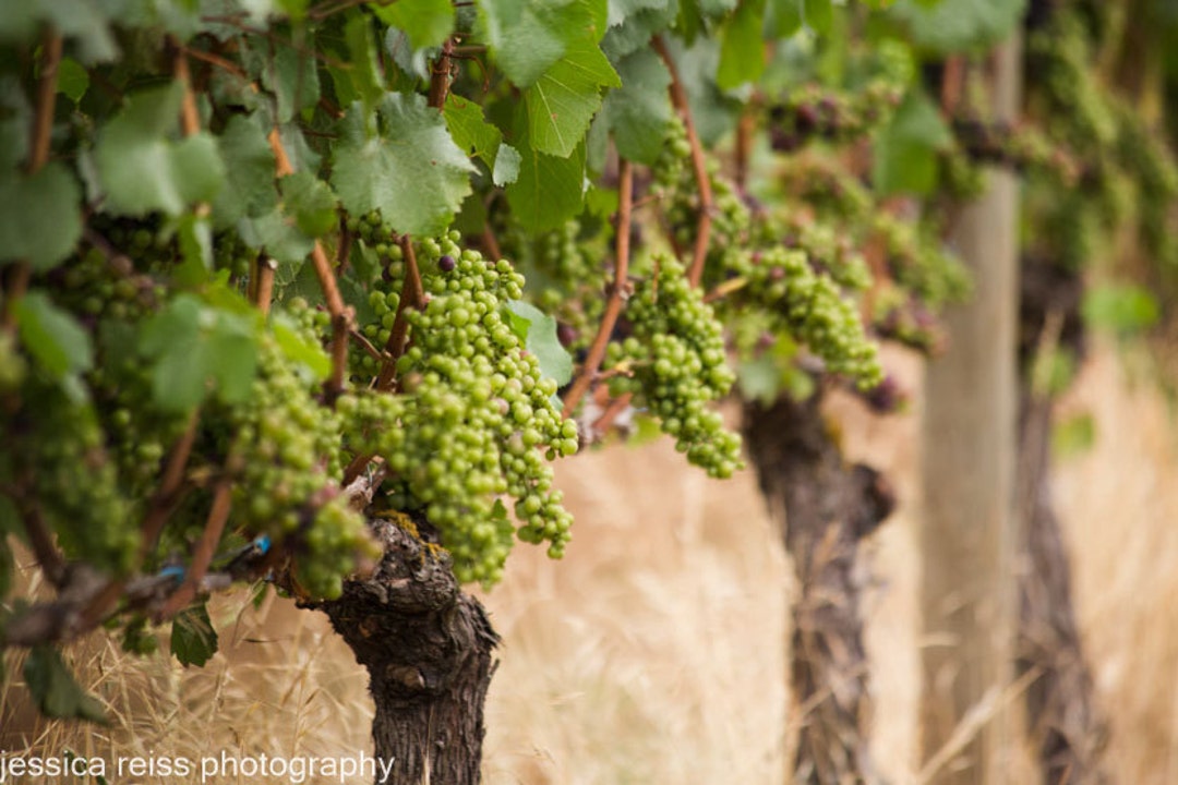 Vineyard Photography Grapes on a Grapevine Photo Wine Lovers Home Decor ...