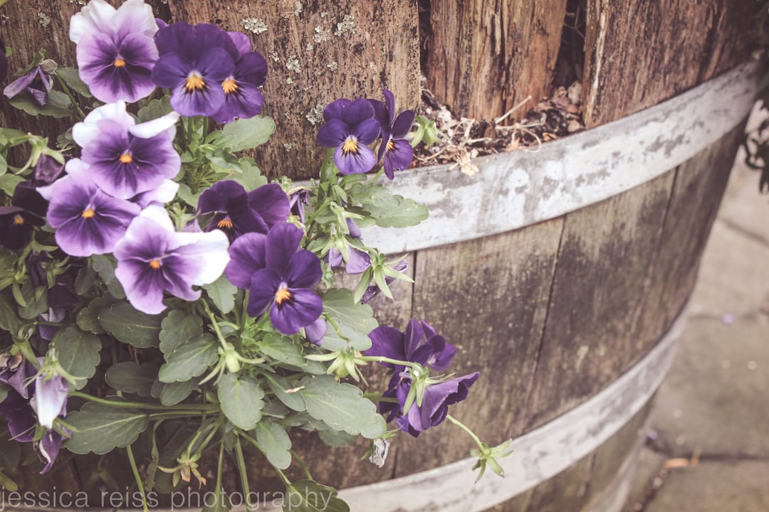 Rustic Purple Flower Art Print Wine Barrel Photography New Zealand ...