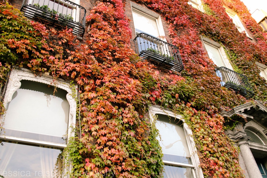 Multicolored Fall Autumn Ivy Leaves on a Vine Art Print Architecture ...